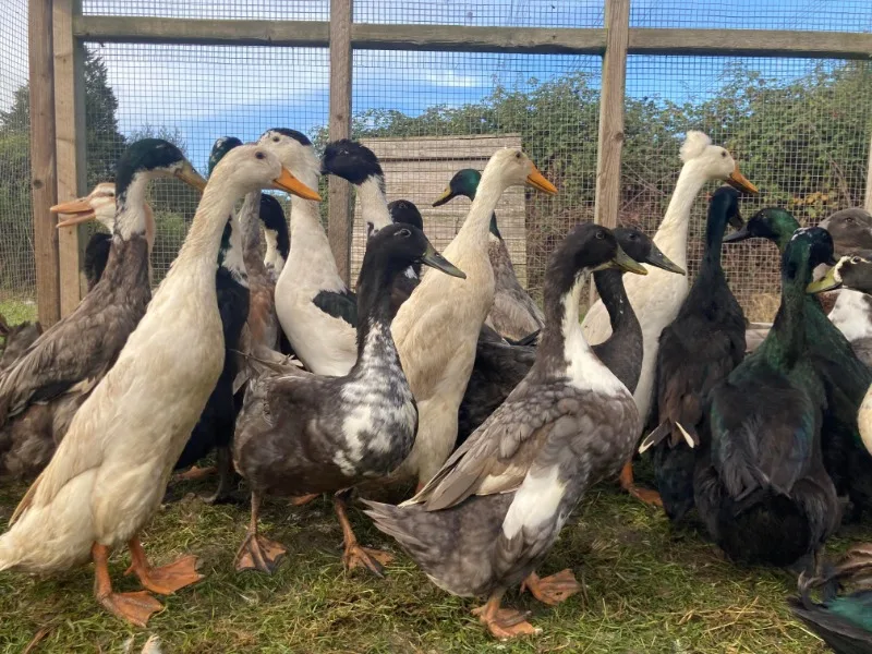Call Ducks - Winchester Poultry Farm & Livestock