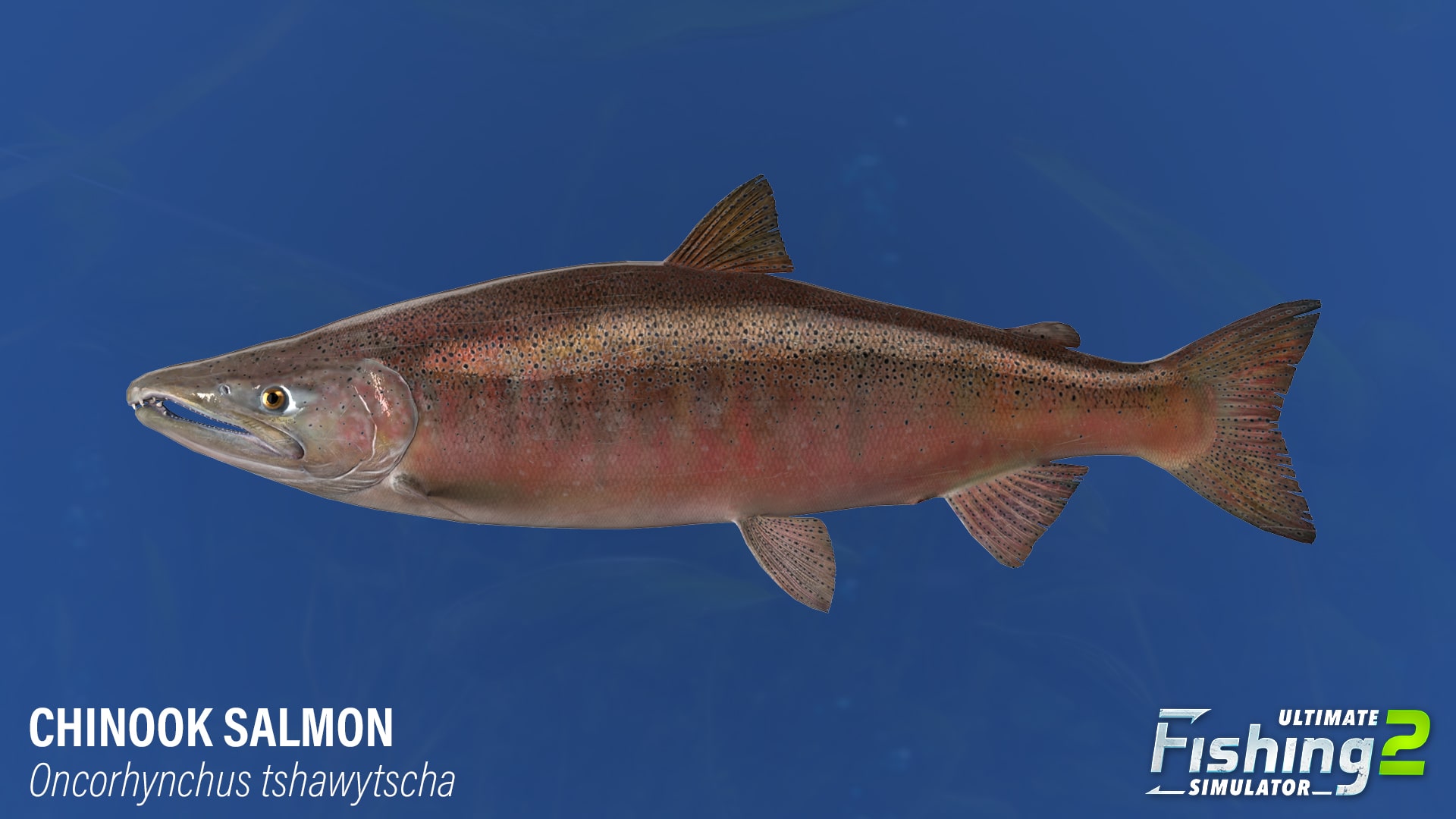 Ultimate Fishing Simulator 2 - Keymailer