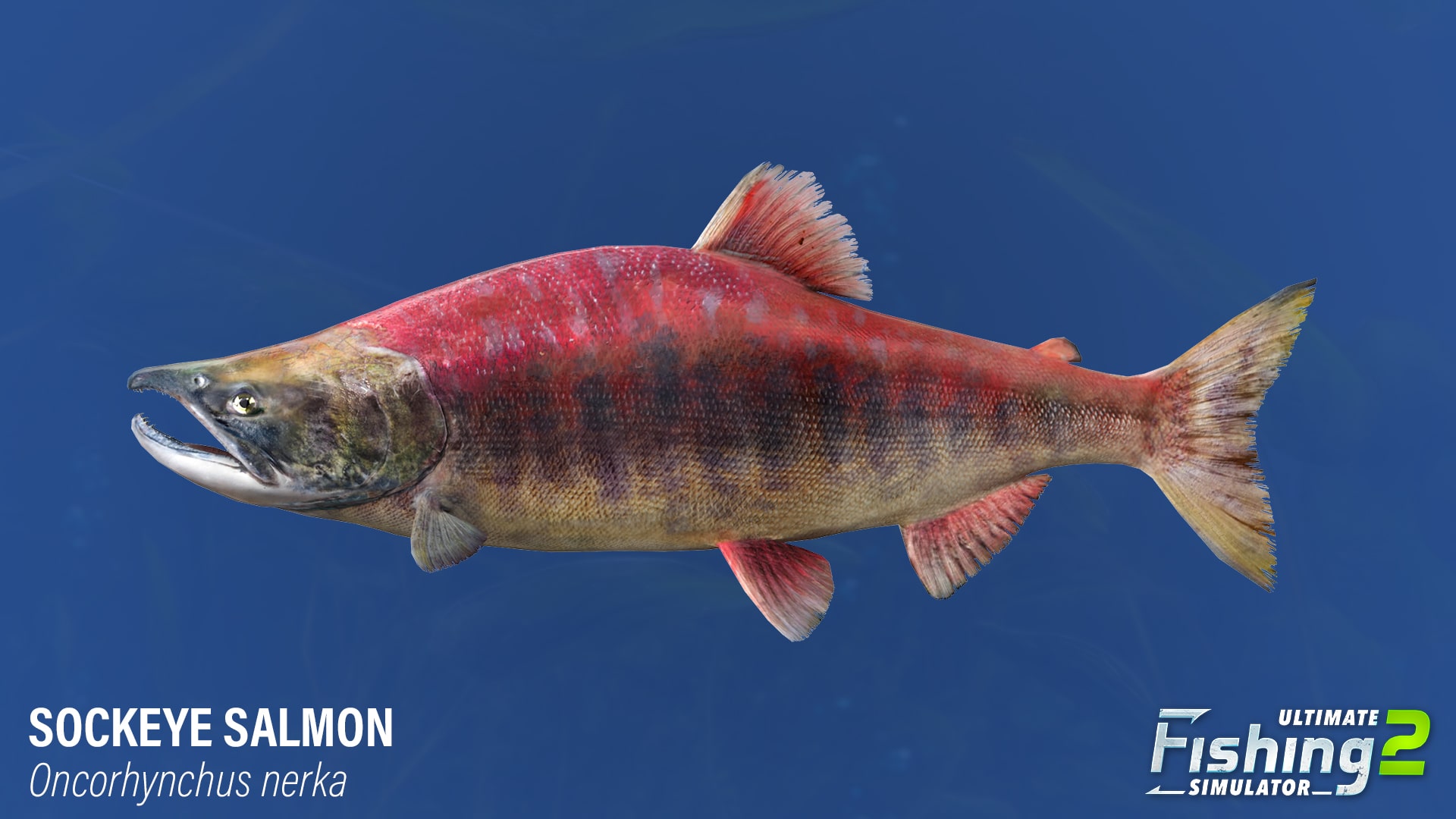 Ultimate Fishing Simulator 2 - Keymailer