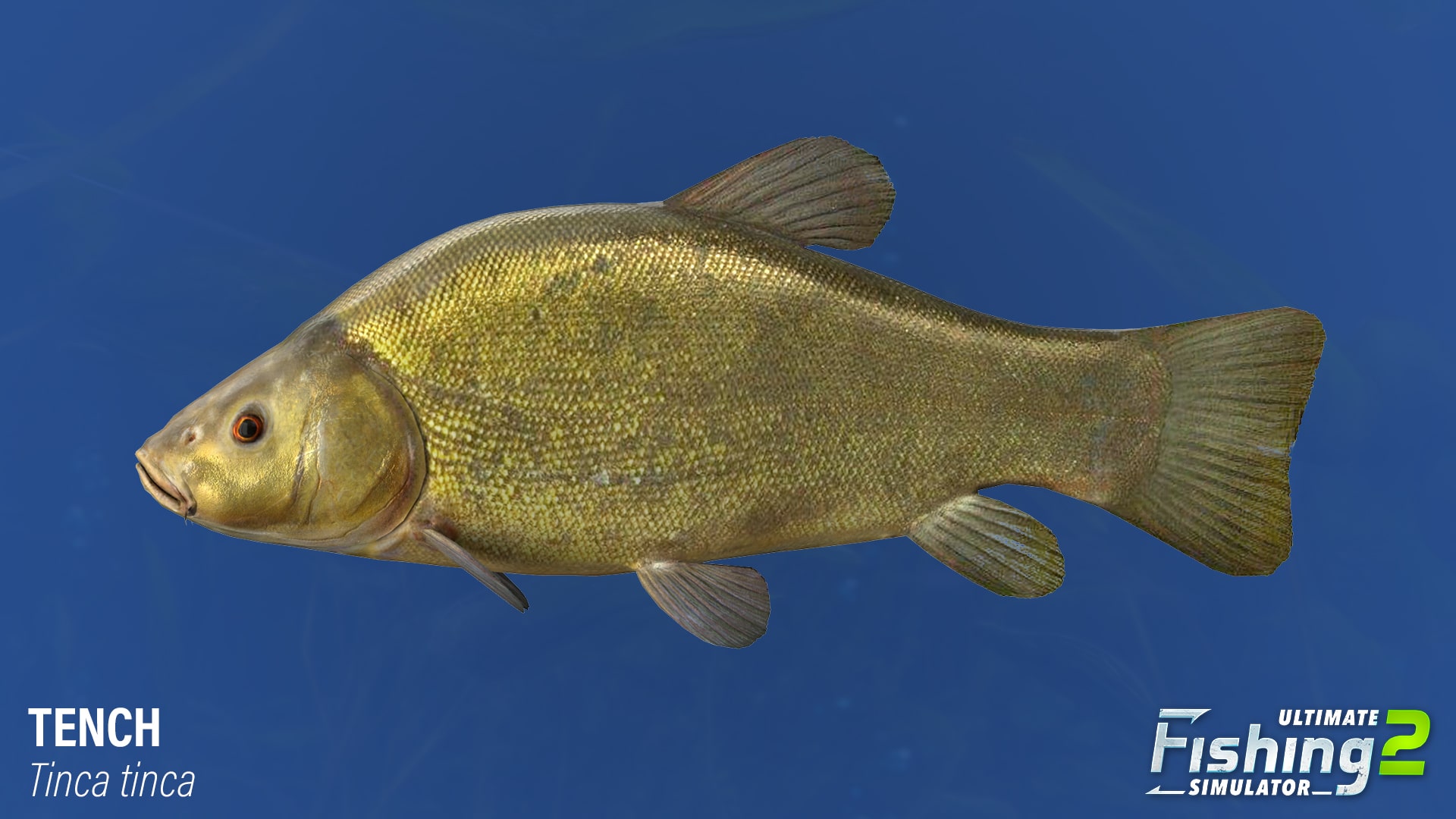 Ultimate Fishing Simulator 2 - Keymailer