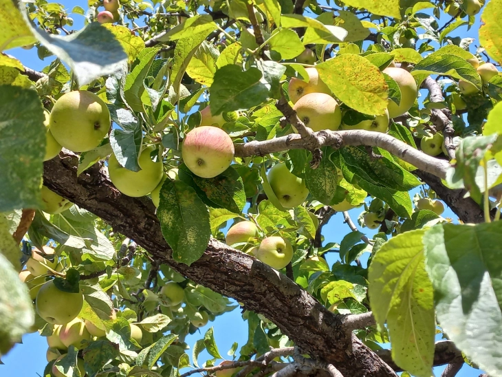 Телевизија 24 Почнува преспанскиот јаболкобер