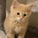 Gecko Silent Linear Switches | Kinetic Labs