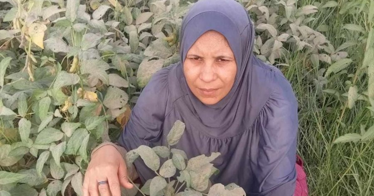 Saadya - Egypt | Kiva