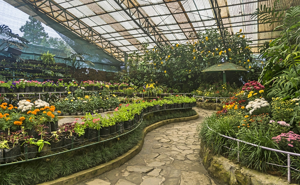 Flower Exhibition Centre in Gangtok | Entry Fees, Timings And Location