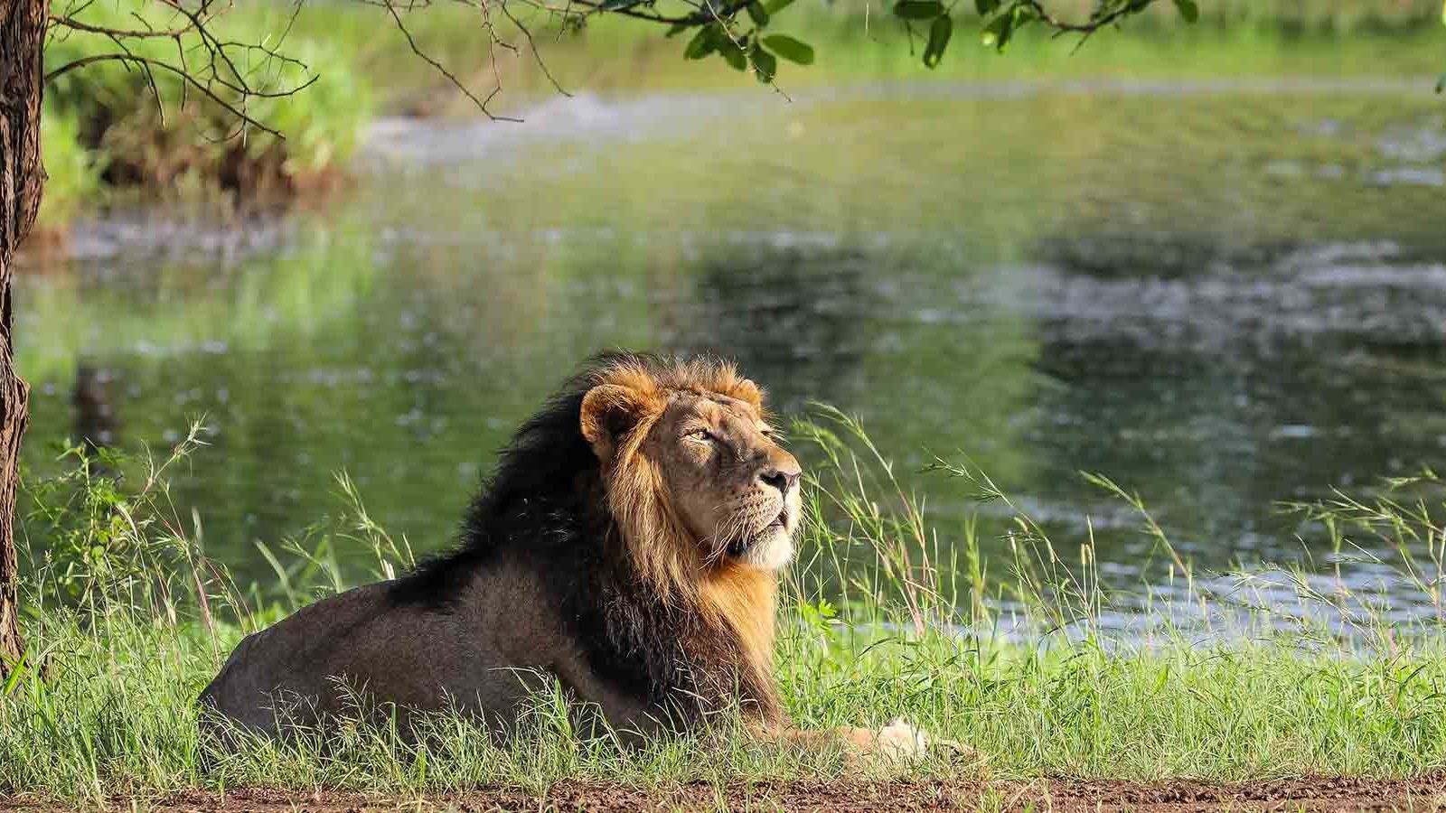 A Complete Guide Gir Wildlife Sanctuary and National Park