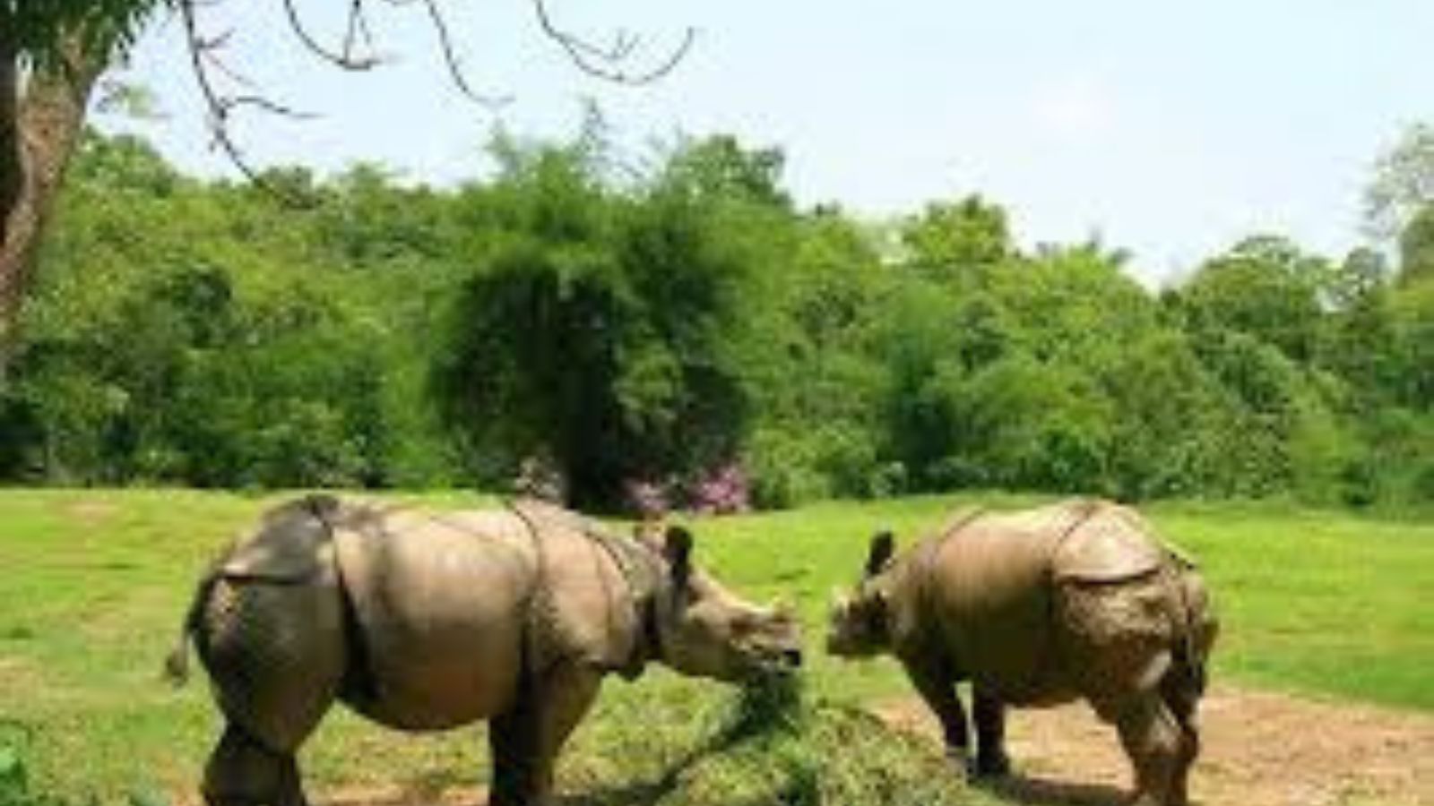 Guwahati Zoo, Road Tiniali, Assam State in Guwahati