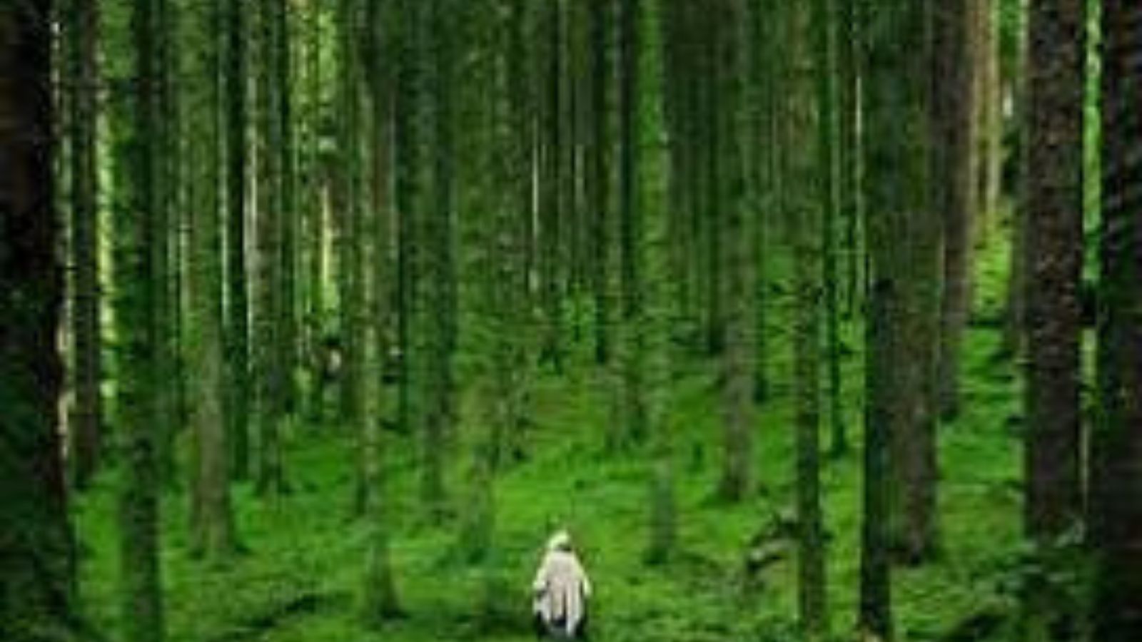 Molai Forest| Molai Forest Reserve | Molai Forest Animals, Pictures