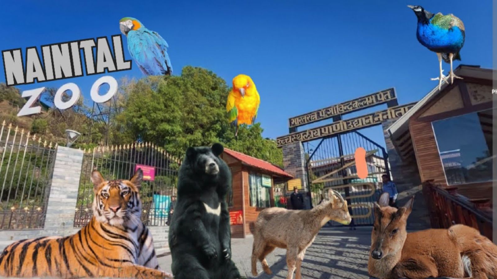 Nainital Zoo, Animals, Name - Kiomoi Travel