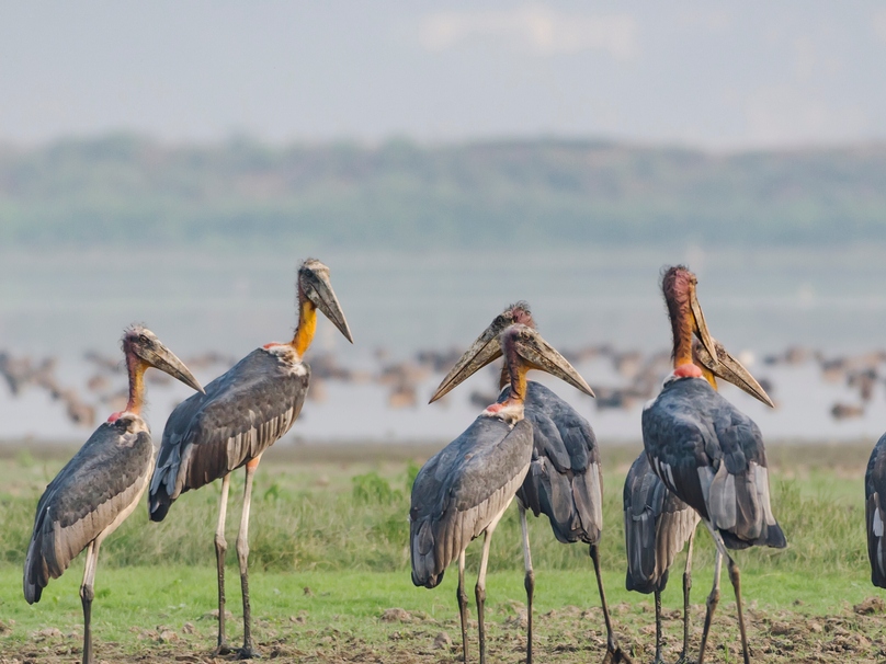 Deepor Beel Birds Sanctuary Ticket Prices
