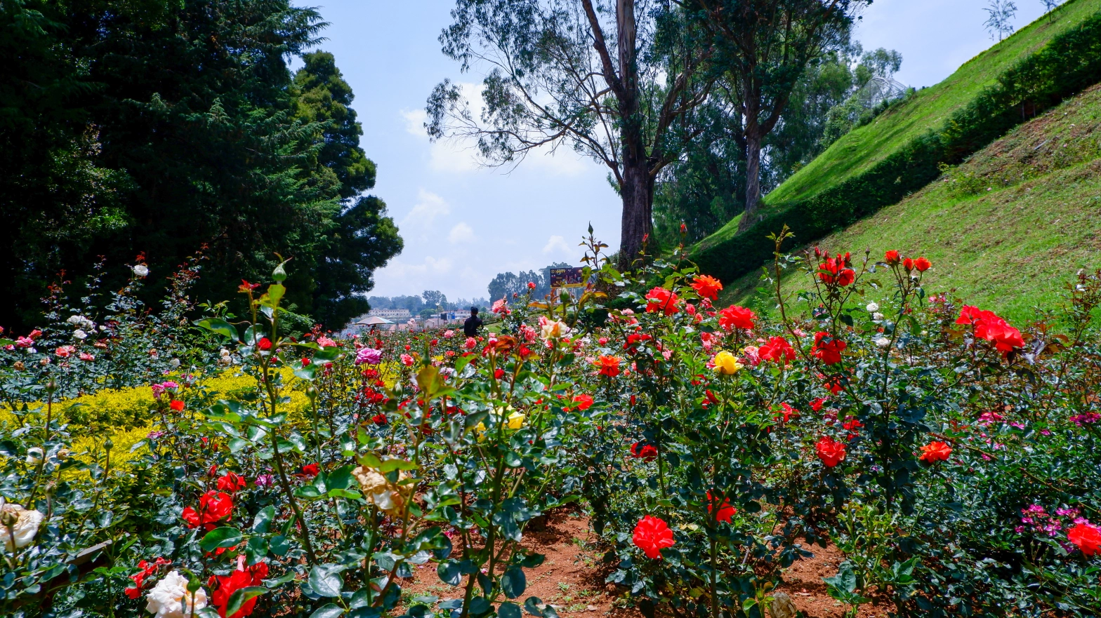 Ooty Rose Garden 8792 webp ooty-rose-garden-8792-webp