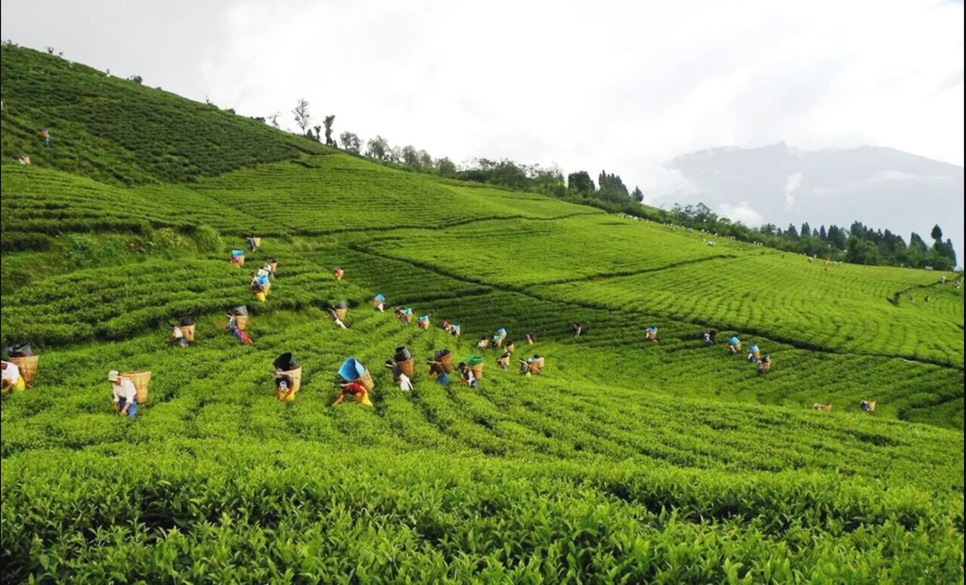 Temi Tea Garden in Sikkim - Kiomoi Travel