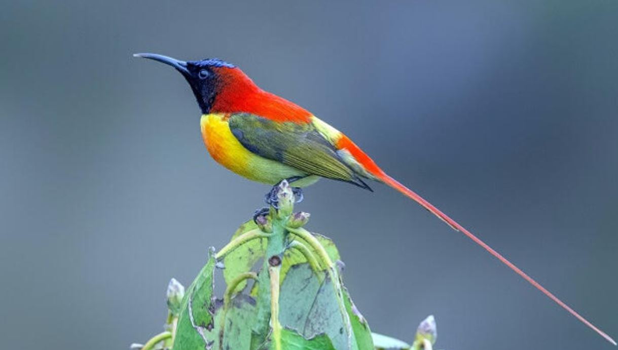 Kitam Bird Sanctuary Namchi in Sikkim - Kiomoi Travel