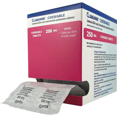 Clavamox Koala Health