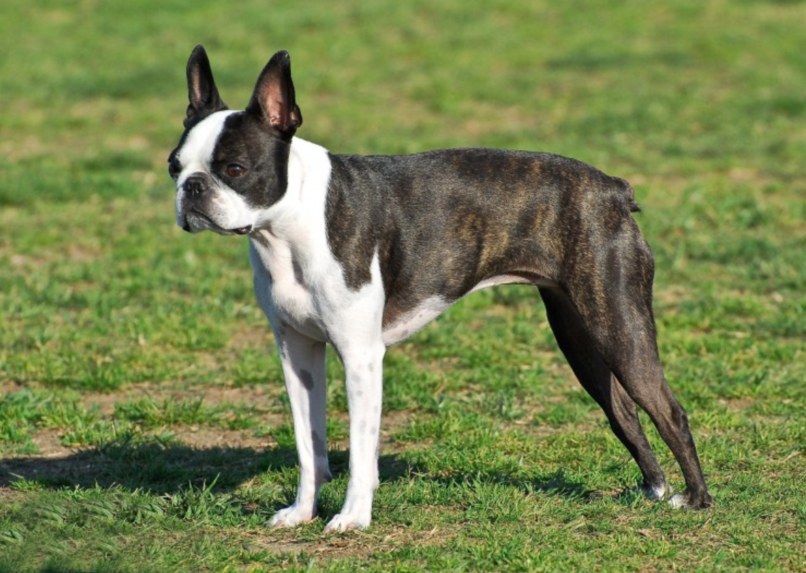 Boston Terrier Hdb | atelier-yuwa.ciao.jp