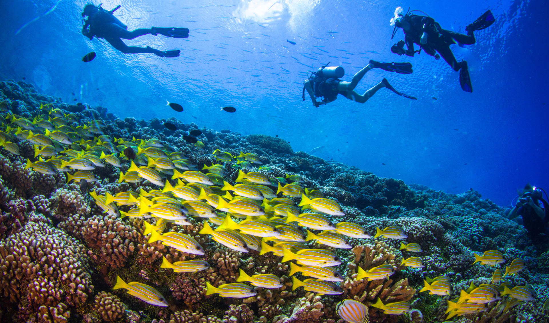 Tauch- und Schnorchelferien auf Vanuatu - Reisen vom Spezialisten | Ihr ...