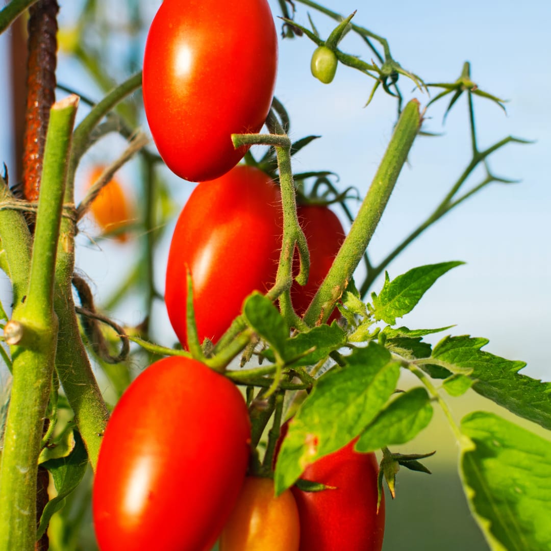 Excellent Commercial Tomato Seeds | Kraft Heinz