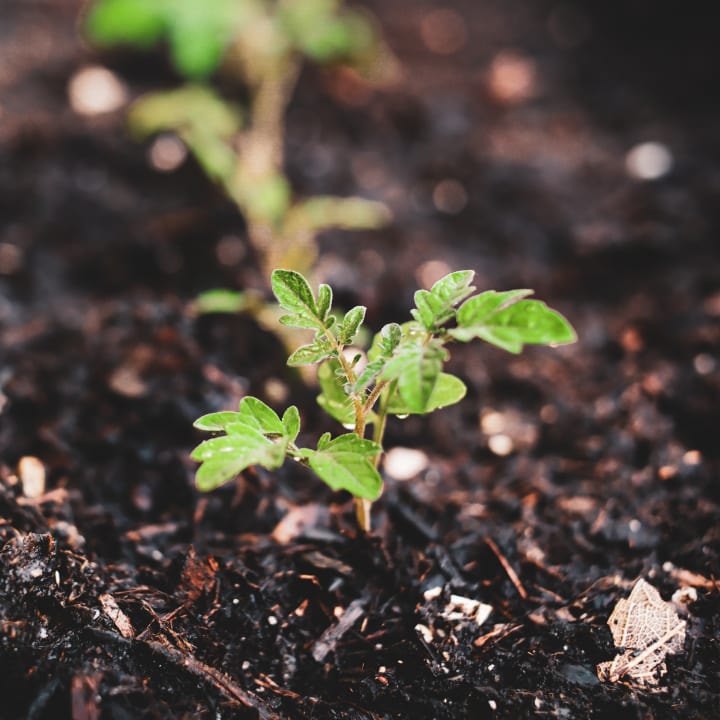 Excellent Commercial Tomato Seeds | Kraft Heinz