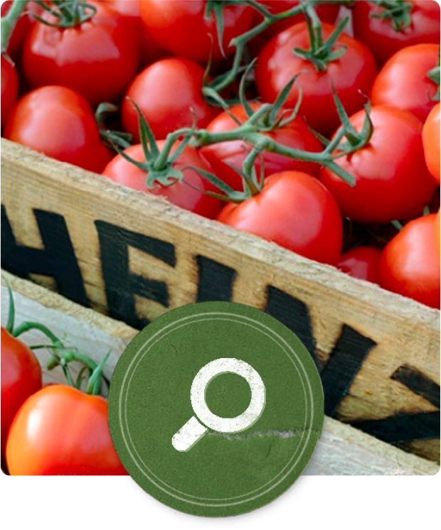 Sustainability: Future Proofing Our Tomatoes - Heinz® | Heinz