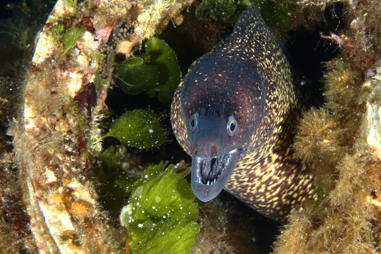 Not Awful UW Photos: Mediterranean moray eel in species collection