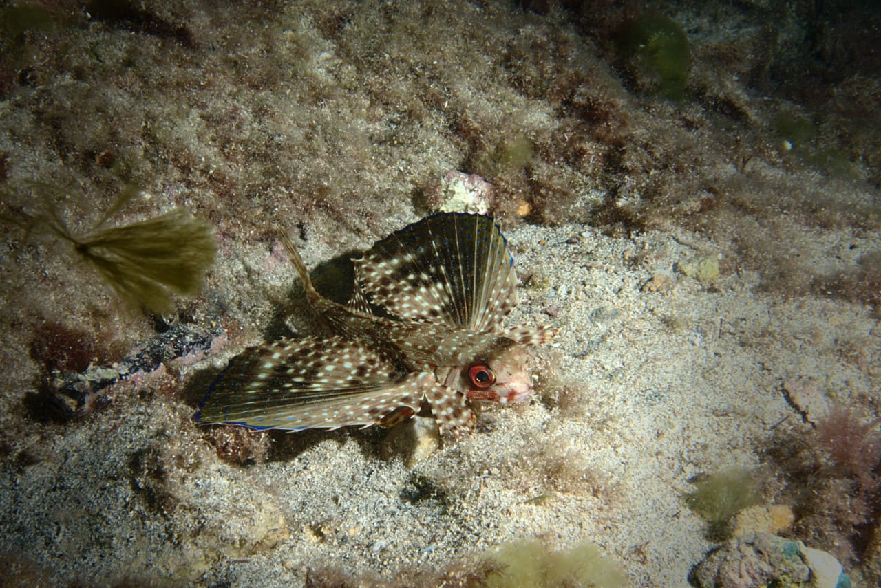 Not Awful UW Photos: flying gurnard in species set