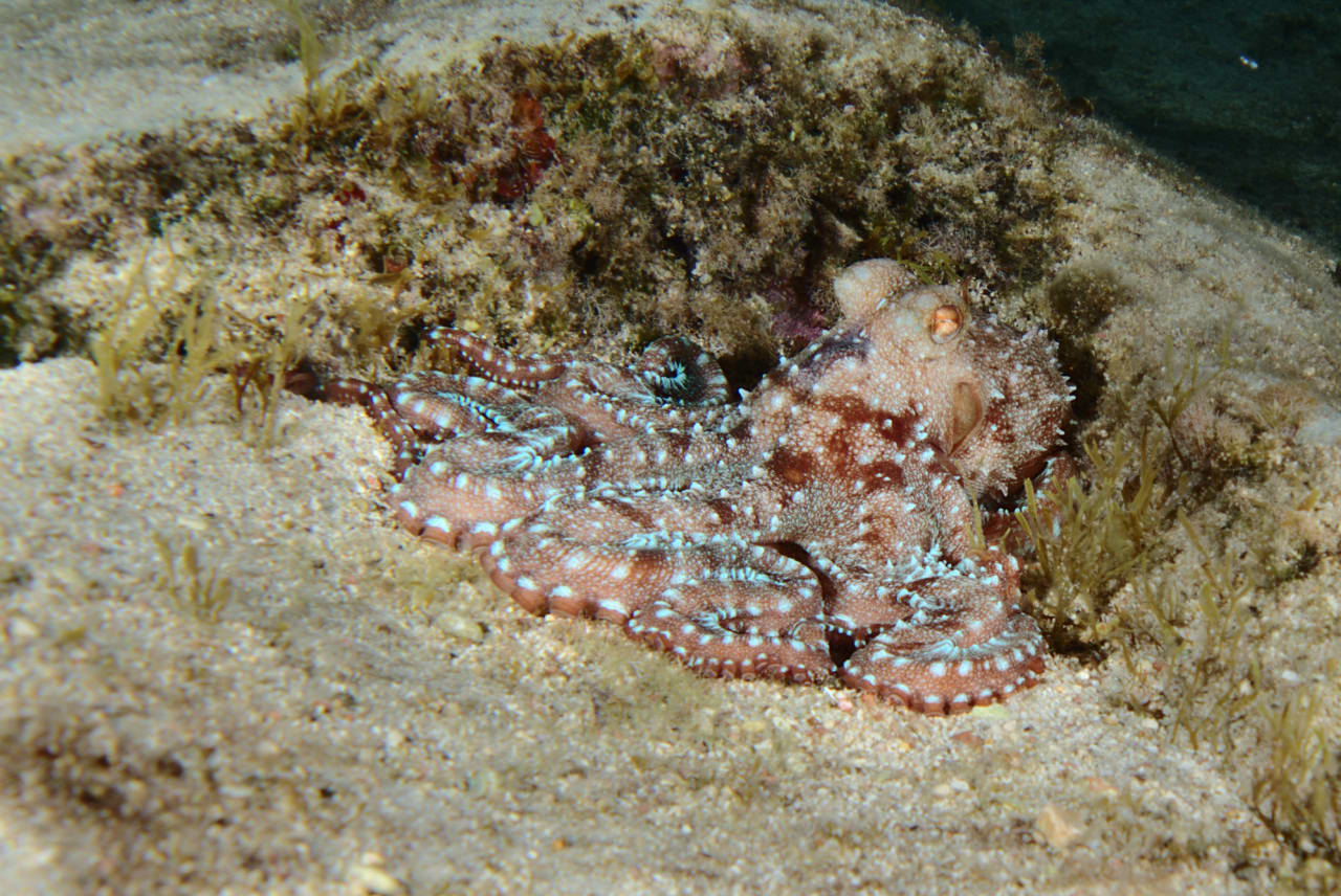 A Not Awful UW Photo: Il Merkanti, Malta: 2020-03-09