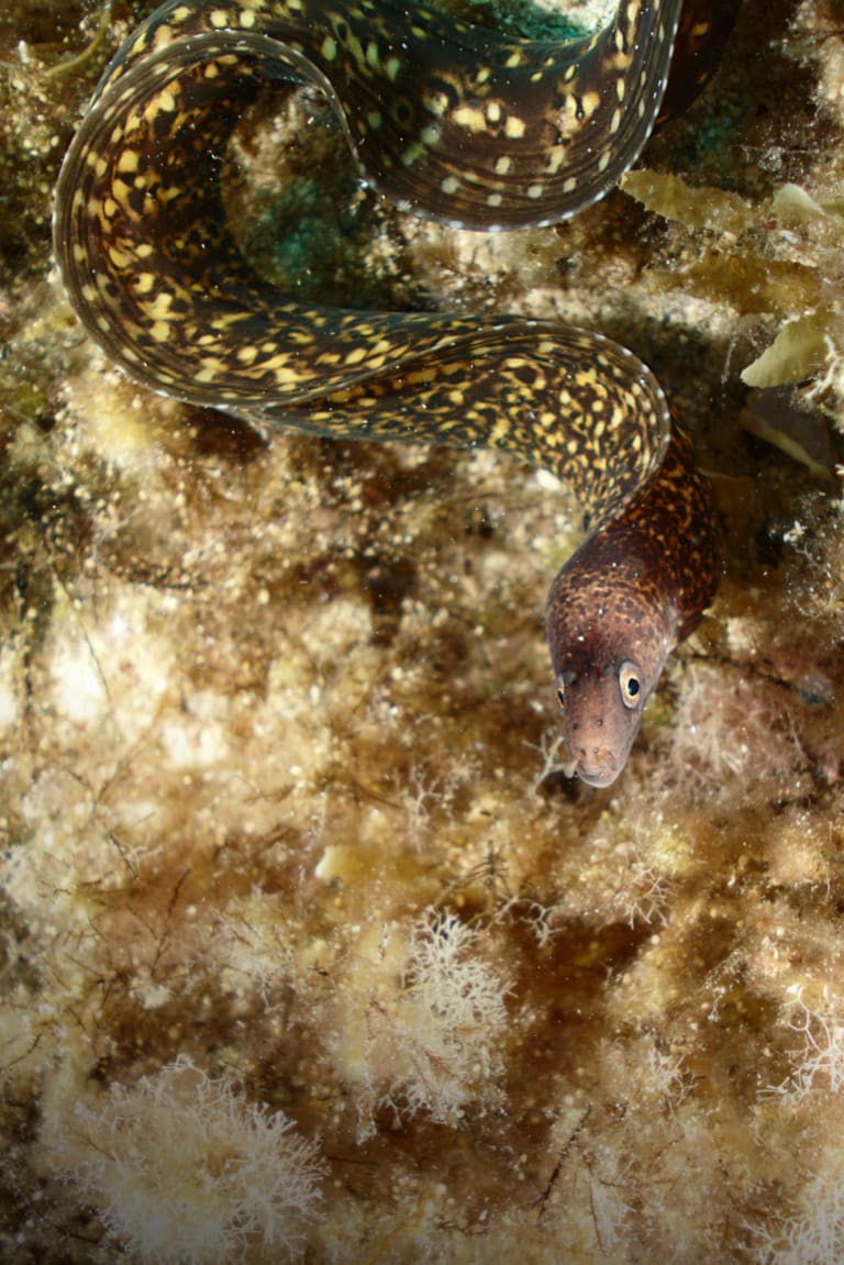 Not Awful UW Photos: Mediterranean moray eel in species set