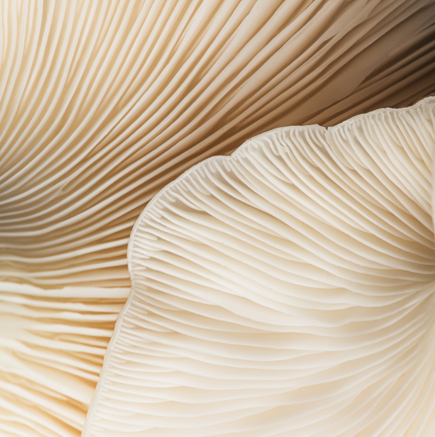 Why Kroma? - About Us | Kroma Wellness