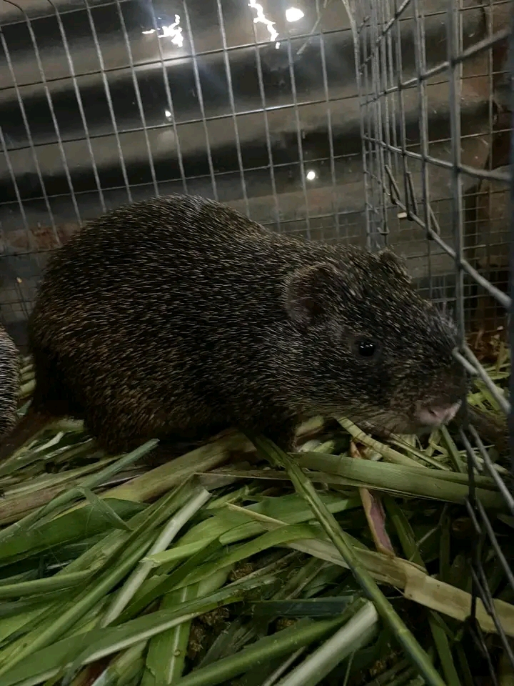 Cane Rat For Sale | Free Online Marketplace to Buy & Sell in Nigeria