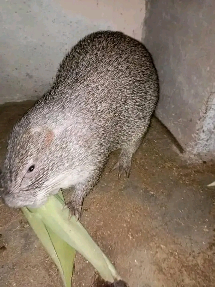 Cane Rat For Sale | Free Online Marketplace to Buy & Sell in Nigeria