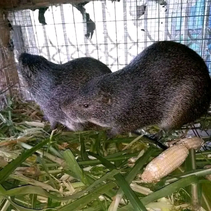 Cane Rat For Sale | Free Online Marketplace to Buy & Sell in Nigeria