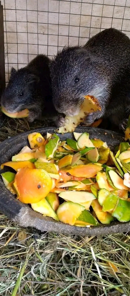 Cane Rat For Sale | Free Online Marketplace to Buy & Sell in Nigeria