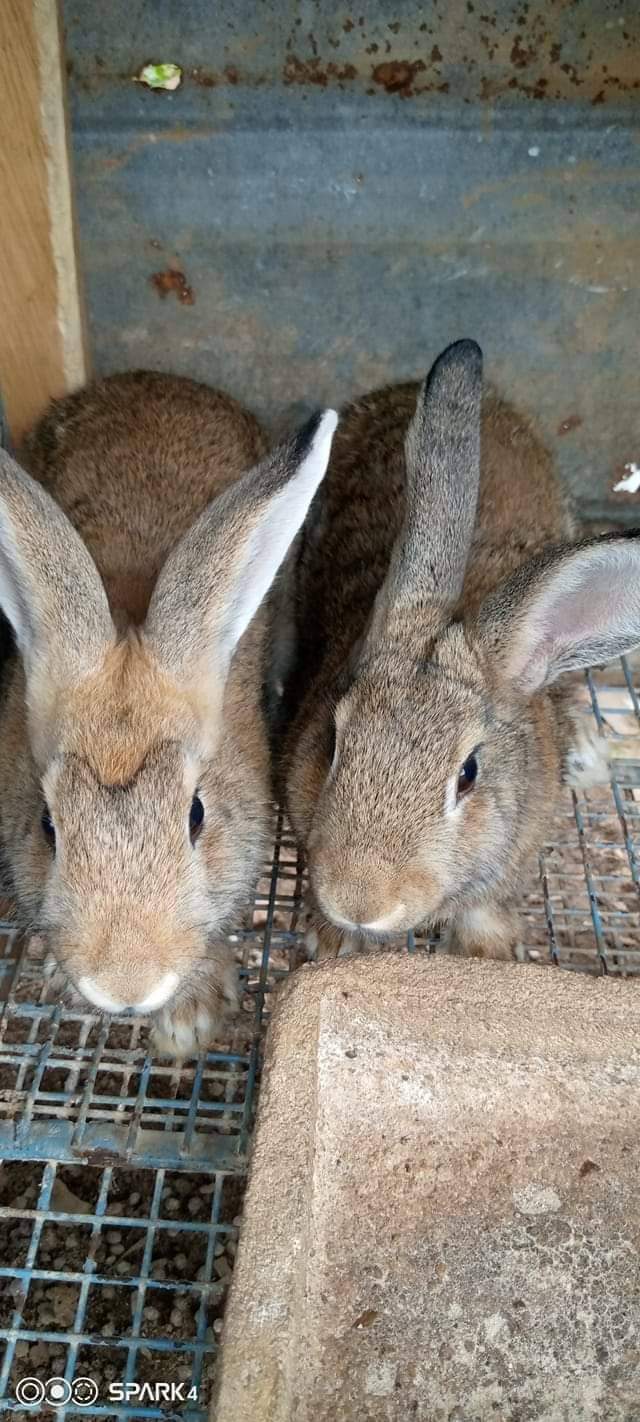 Flemish Rabbits For Sale | Free Online Marketplace to Buy & Sell in Nigeria