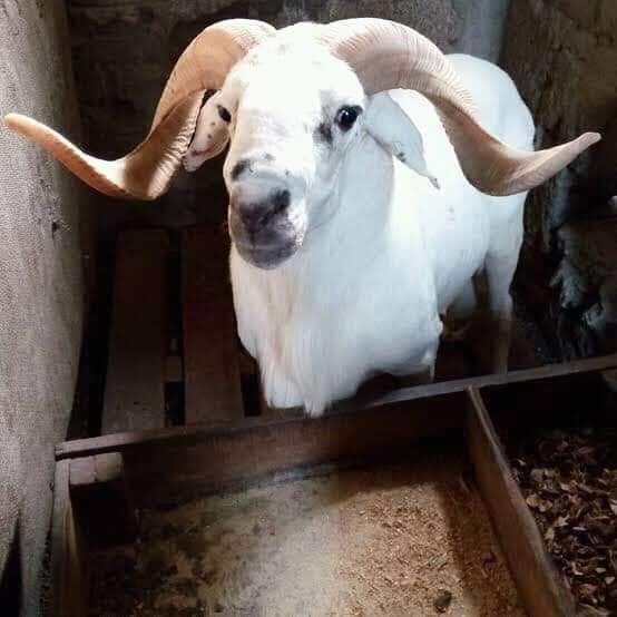 Balami Ram And Ladoum Sheep For Sales | Free Online Marketplace to Buy ...