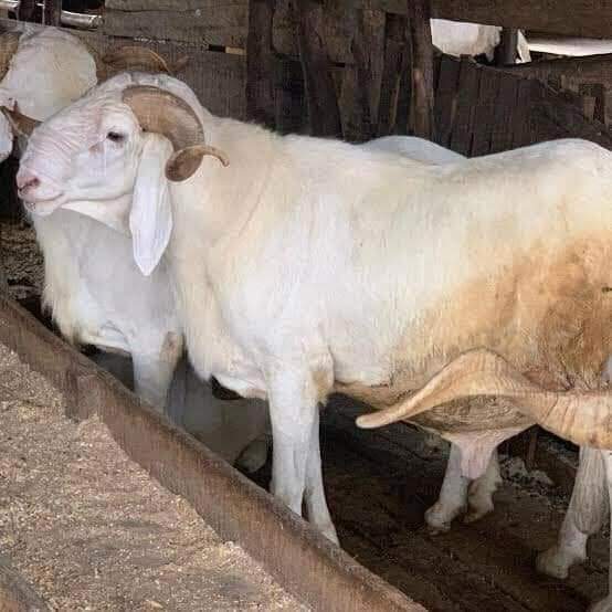 Balami Ram And Ladoum Sheep For Sales | Free Online Marketplace to Buy ...