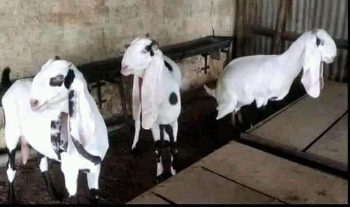 Balami Ram And Ladoum Sheep For Sales | Free Online Marketplace to Buy ...