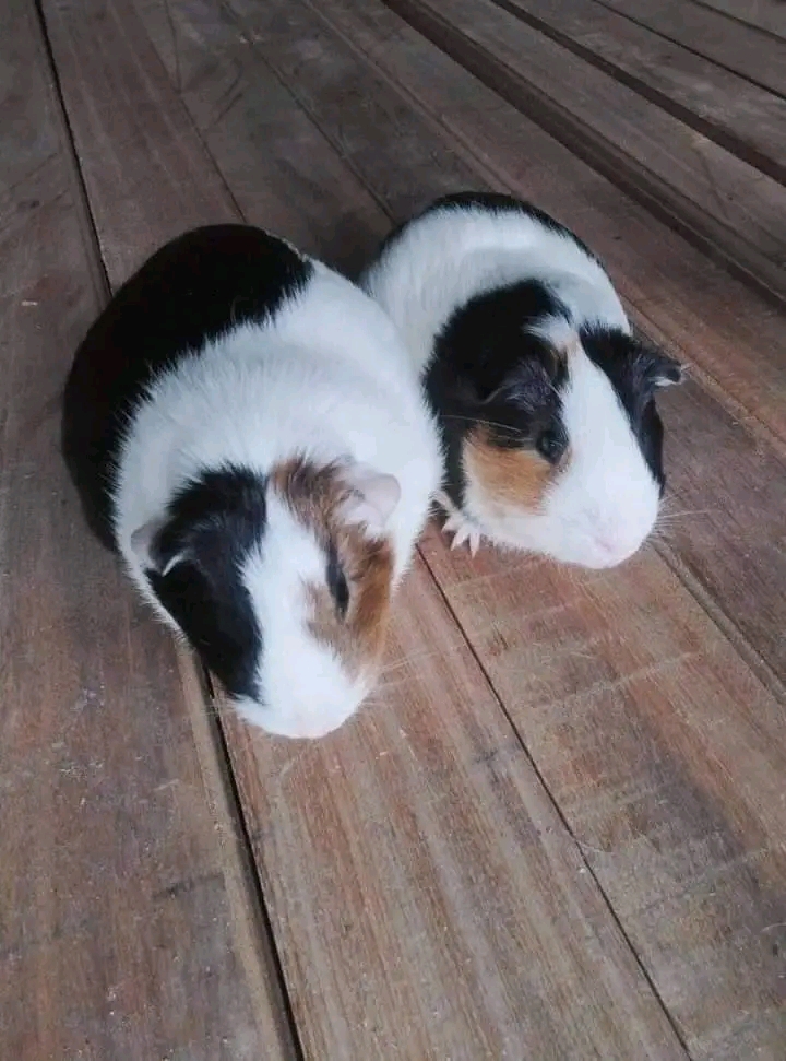 Guinea Pigs | Free Online Marketplace to Buy & Sell in Nigeria