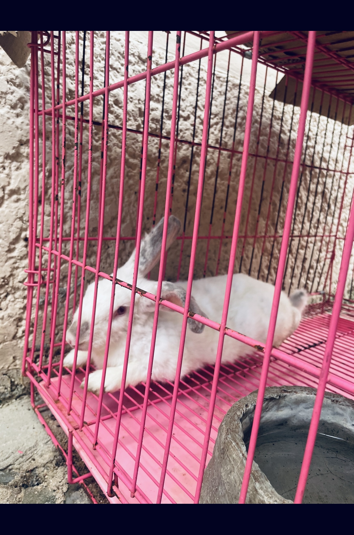Hyla Rabbit | Free Online Marketplace to Buy & Sell in Nigeria