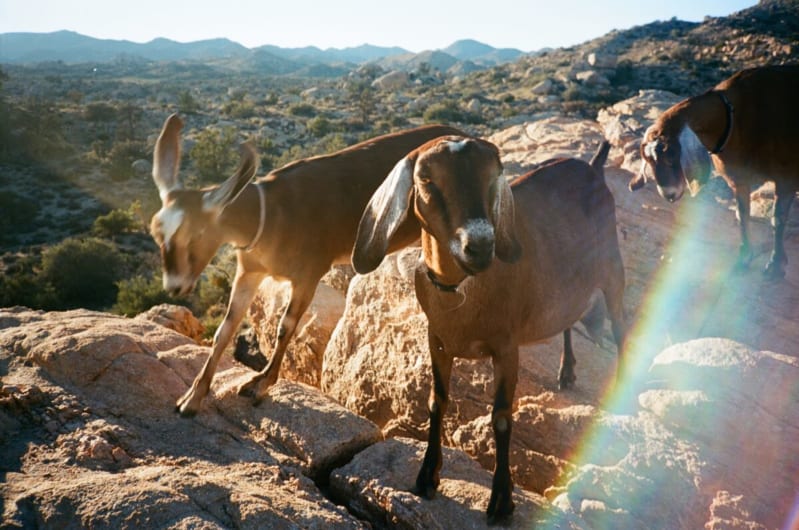 The Ultimate Road Trip Guide to Joshua Tree Part I – La Mesa Blog