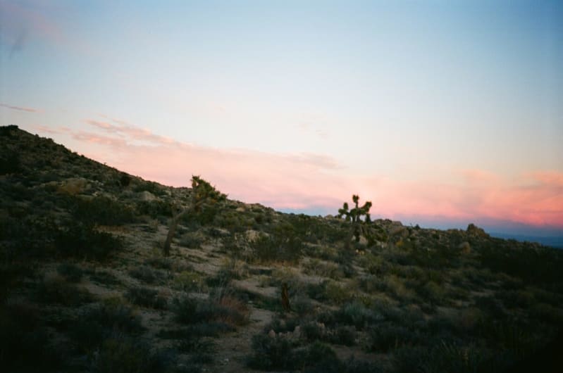 The Ultimate Road Trip Guide to Joshua Tree Part I – La Mesa Blog