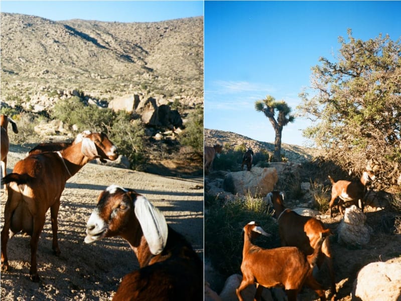 The Ultimate Road Trip Guide to Joshua Tree Part I – La Mesa Blog