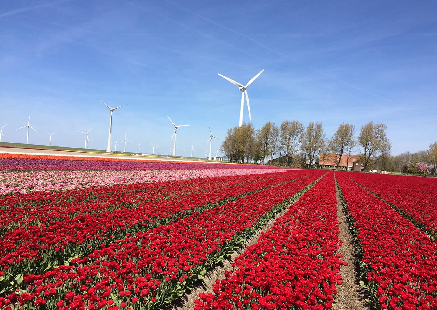Fietsroute door Biddinghuizen, Swifterbant, Lelystad