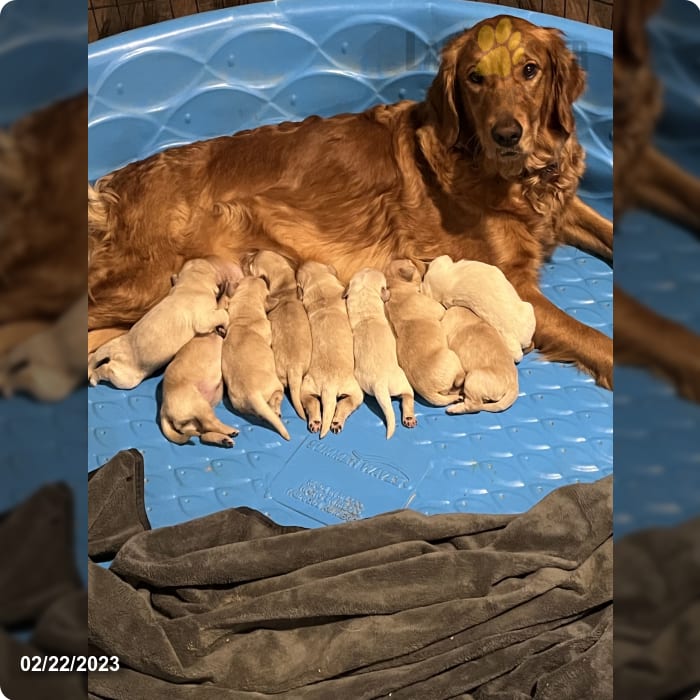 Tiffany Gordon | Lancaster Puppies