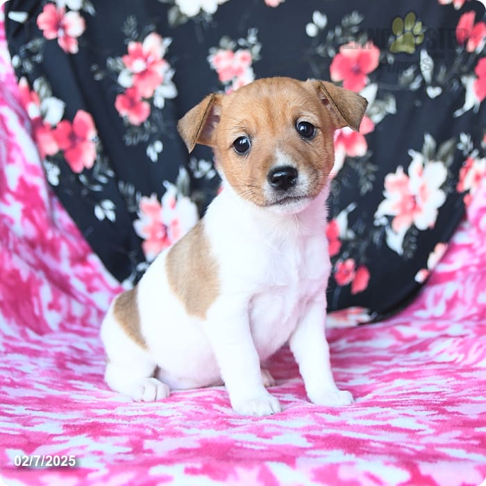 how to draw a jack russell terrier puppy