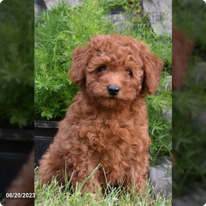 Emily Martin | Lancaster Puppies Emily Martin | Lancaster Puppies