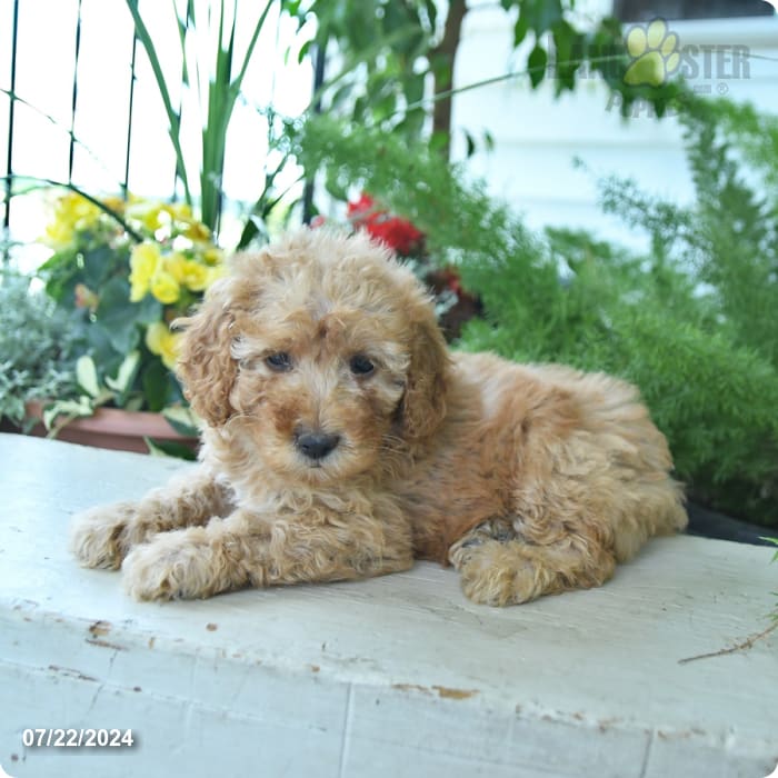 Cinnamon - Poodle Miniature Puppy for Sale in Kirkwood, PA | Lancaster Puppies