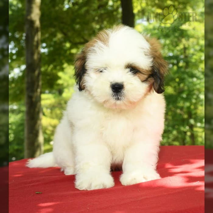 Lhasa Apso Puppies for Sale in Omaha, NE | Lancaster Puppies