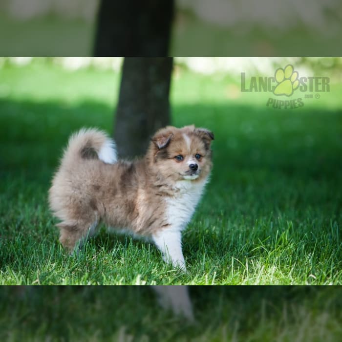 Pomchi Puppies for Sale | Lancaster Puppies