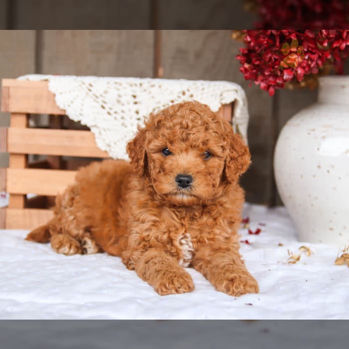 Mini Goldendoodle Puppies for Sale in Butler, OH | Lancaster Puppies Mini Goldendoodle Puppies for Sale in Butler, OH | Lancaster Puppies