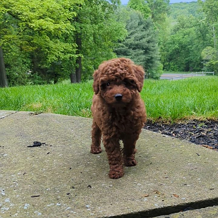 Bingo - Poodle Miniature Puppy for Sale in Dundee, OH | Lancaster Puppies Bingo - Poodle Miniature Puppy for Sale in Dundee, OH | Lancaster Puppies