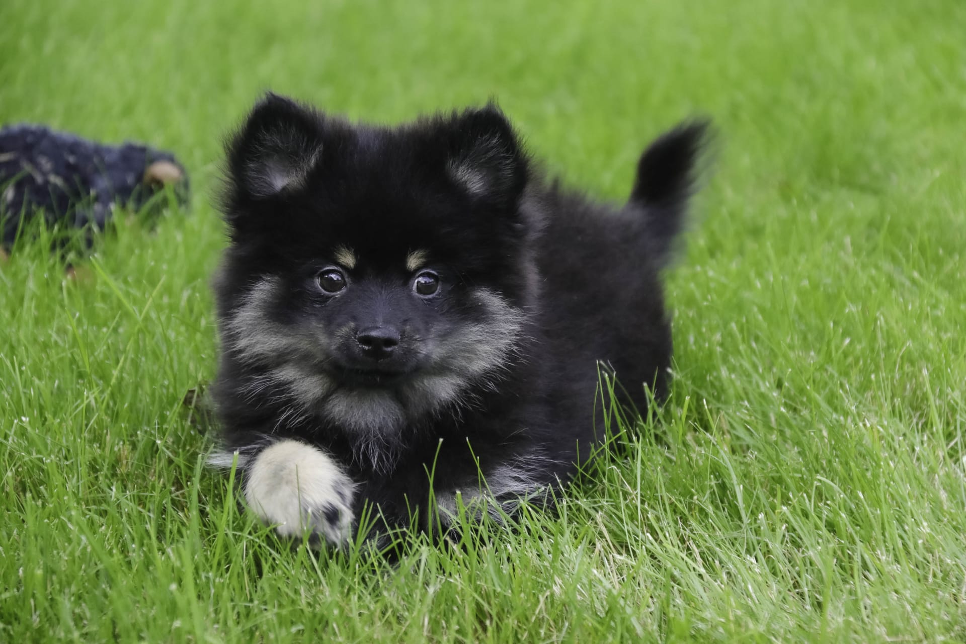 Riggs - Pomsky Puppy for Sale in Shipshewana, IN | Lancaster Puppies